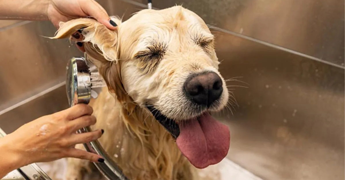 Full-Service Baths - The Happy Canine Mobile Dog Spa
